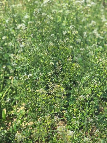 三月三煮鸡蛋用什么野菜_荠菜花地菜做法-第2张图片-山城妙识