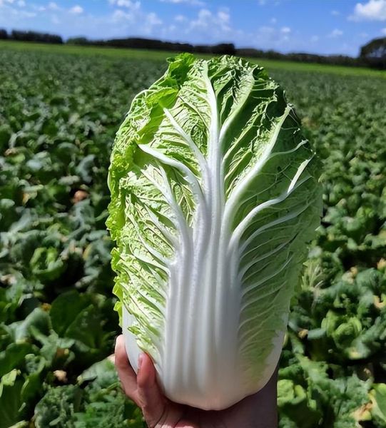 开水白菜真的好吃吗_开水白菜口感怎么样-第1张图片-山城妙识
