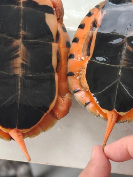 正宗金钱龟图片_如何分辨真假金钱龟-第1张图片-山城妙识