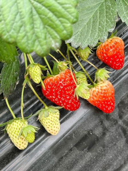 白色草莓叫什么_白色草莓品种有哪些-第3张图片-山城妙识