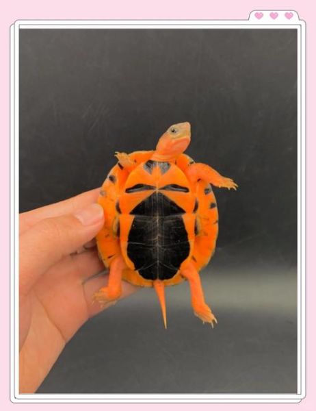 正宗金钱龟图片_如何分辨真假金钱龟-第2张图片-山城妙识