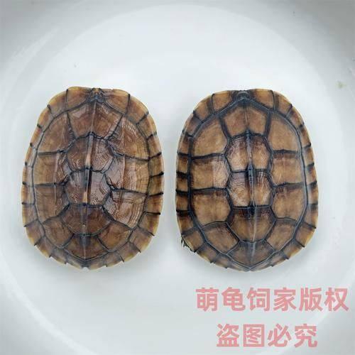 正宗金钱龟图片_如何分辨真假金钱龟-第3张图片-山城妙识