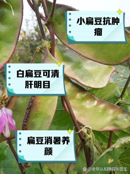 扁豆是发物吗_扁豆哪些人不能吃-第2张图片-山城妙识