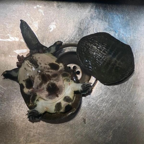 野生甲鱼怎么杀_杀甲鱼最正确的方法-第3张图片-山城妙识