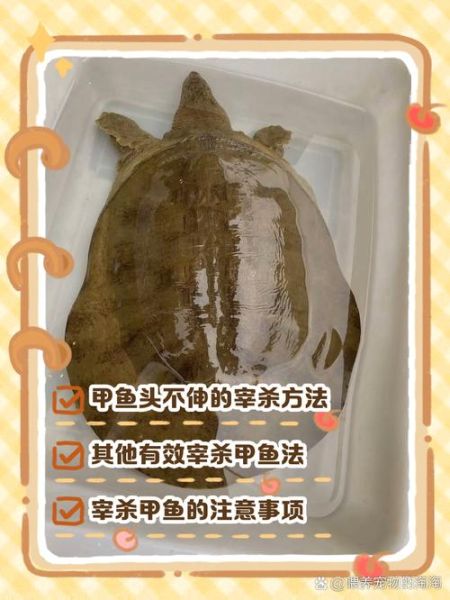 野生甲鱼怎么杀_杀甲鱼最正确的方法-第2张图片-山城妙识