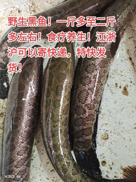 黑鱼多少钱一斤_黑鱼价格行情-第1张图片-山城妙识 黑鱼多少钱一斤_黑鱼价格行情-第1张图片-山城妙识