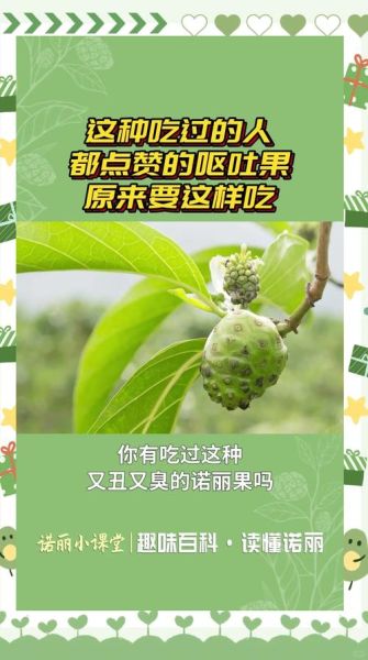 诺丽果的功效与作用_诺丽果怎么吃效果最好-第2张图片-山城妙识 诺丽果的功效与作用_诺丽果怎么吃效果最好-第2张图片-山城妙识