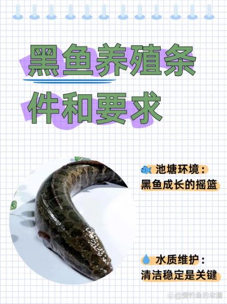 黑鱼多少钱一斤_黑鱼价格行情-第3张图片-山城妙识 黑鱼多少钱一斤_黑鱼价格行情-第3张图片-山城妙识