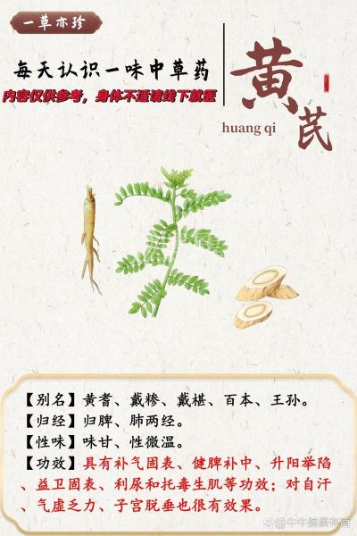 黄芪怎么读_黄芪的功效与作用-第1张图片-山城妙识
