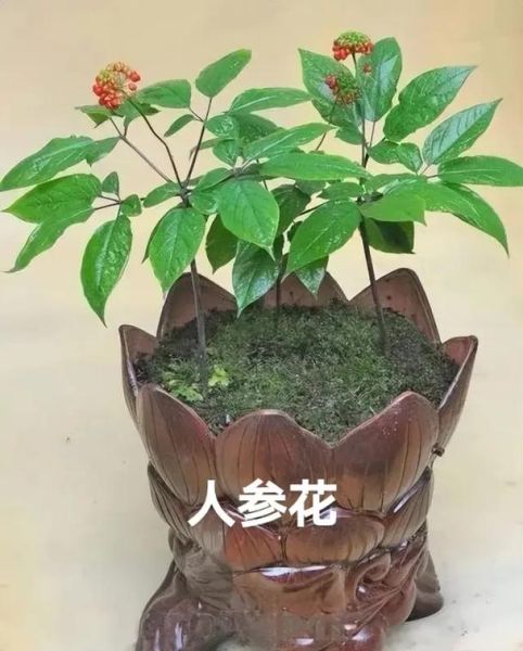 人参叶子长什么样_人参花几月开-第2张图片-山城妙识