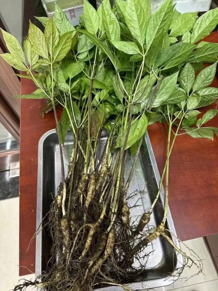 人参叶子长什么样_人参花几月开-第1张图片-山城妙识