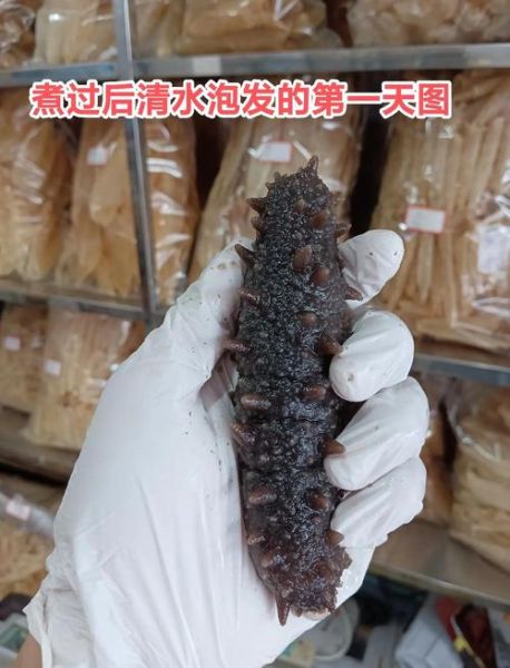 海参怎么泡发最好_海参价格多少钱一斤-第3张图片-山城妙识