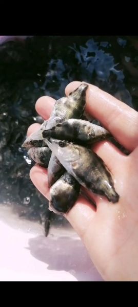 桂鱼苗怎么养_桂鱼苗养殖注意事项-第1张图片-山城妙识 桂鱼苗怎么养_桂鱼苗养殖注意事项-第1张图片-山城妙识