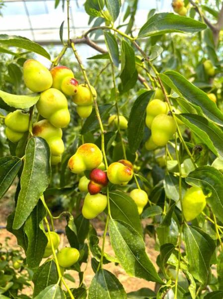 蜜枣产地哪里最好_如何挑选正宗蜜枣-第3张图片-山城妙识 蜜枣产地哪里最好_如何挑选正宗蜜枣-第3张图片-山城妙识