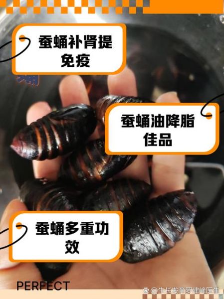 蚕蛹图片大全_蚕蛹营养价值有哪些-第1张图片-山城妙识 蚕蛹图片大全_蚕蛹营养价值有哪些-第1张图片-山城妙识