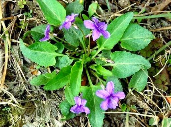 地黄瓜怎么种_地黄瓜多久能收成-第1张图片-山城妙识