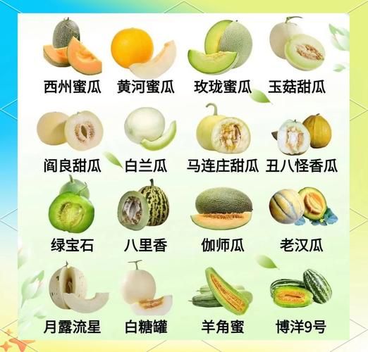 甜瓜品种怎么选_甜瓜哪个品种最甜-第3张图片-山城妙识 甜瓜品种怎么选_甜瓜哪个品种最甜-第3张图片-山城妙识