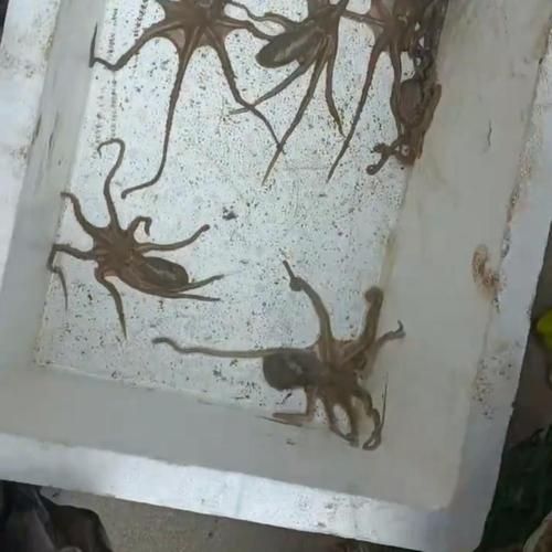 望潮和章鱼有什么区别_望潮是章鱼吗-第3张图片-山城妙识