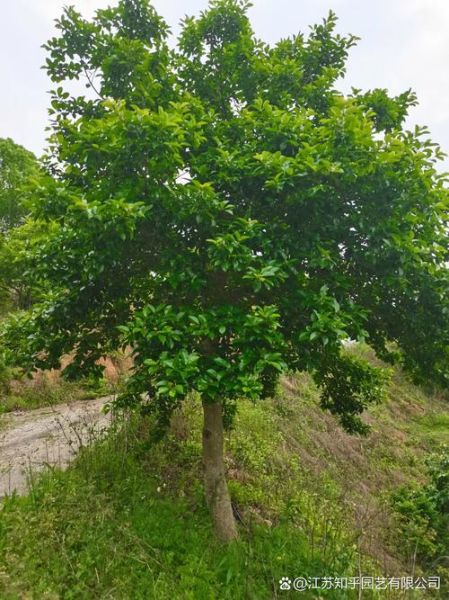 红果冬青耐寒吗_红果冬青怎么修剪-第2张图片-山城妙识