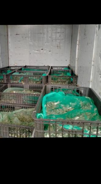 青蛙养殖最新政策_青蛙养殖需要办什么证-第1张图片-山城妙识