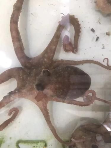 望潮和章鱼有什么区别_望潮是章鱼吗-第1张图片-山城妙识