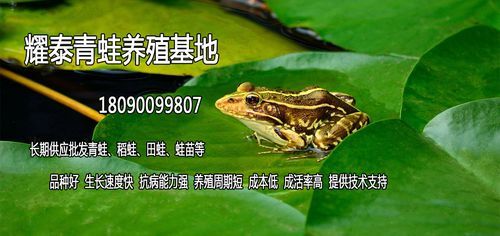 青蛙养殖最新政策_青蛙养殖需要办什么证-第3张图片-山城妙识