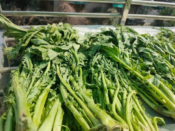 雪菜图片高清_雪菜长什么样-第3张图片-山城妙识 雪菜图片高清_雪菜长什么样-第3张图片-山城妙识