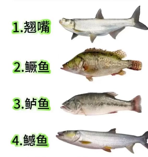 常见鱼类大全名称图片_淡水鱼种类有哪些-第3张图片-山城妙识