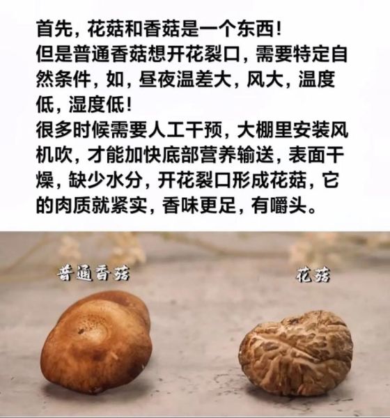 冬菇和香菇的区别_哪个更好吃-第2张图片-山城妙识