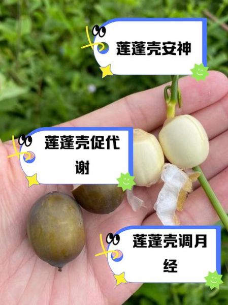 莲蓬子怎么吃_莲蓬子的功效与作用-第1张图片-山城妙识