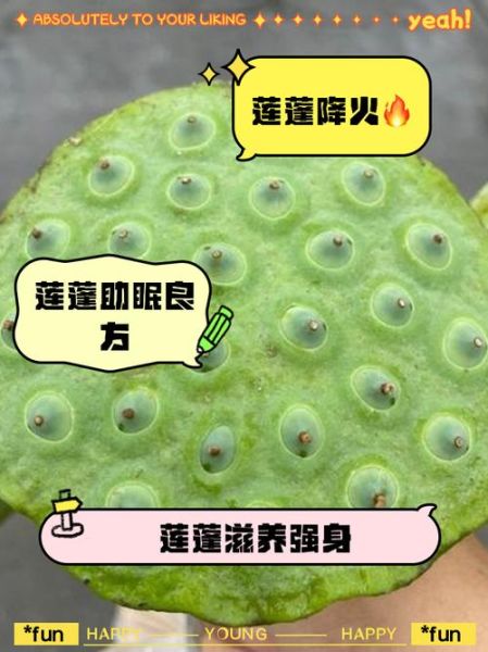 莲蓬子怎么吃_莲蓬子的功效与作用-第3张图片-山城妙识