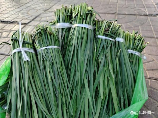韭菜图片怎么拍好看_韭菜高清图片拍摄技巧-第2张图片-山城妙识