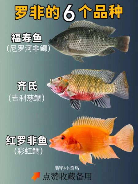 罗非鱼是什么鱼_罗非鱼是淡水鱼吗-第1张图片-山城妙识