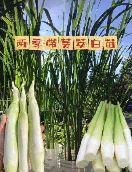 茭白读音怎么读_茭白拼音是什么-第3张图片-山城妙识