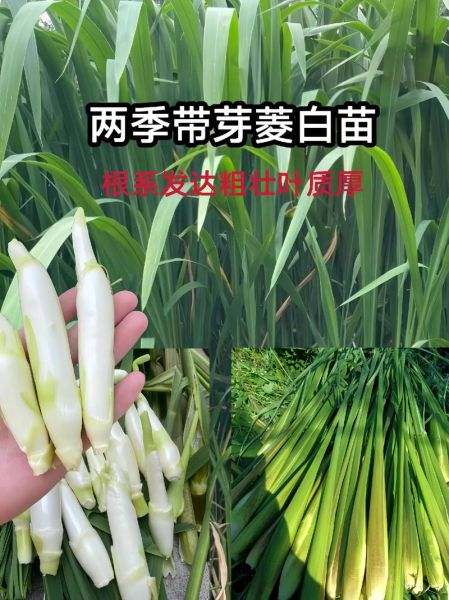 茭白读音怎么读_茭白拼音是什么-第2张图片-山城妙识