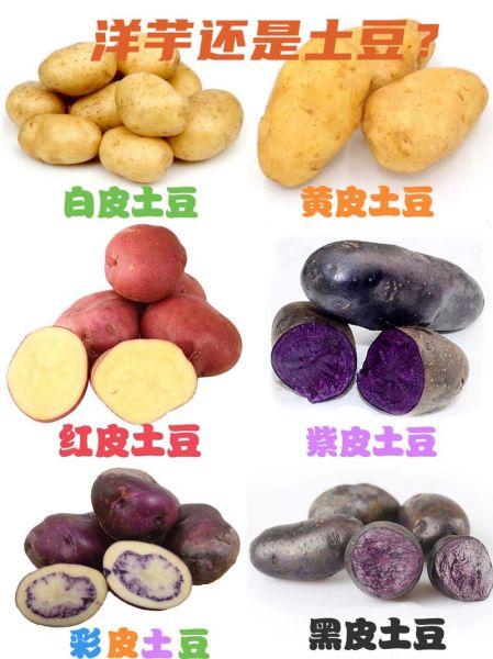洋芋头和土豆一样吗_区别与营养价值-第1张图片-山城妙识