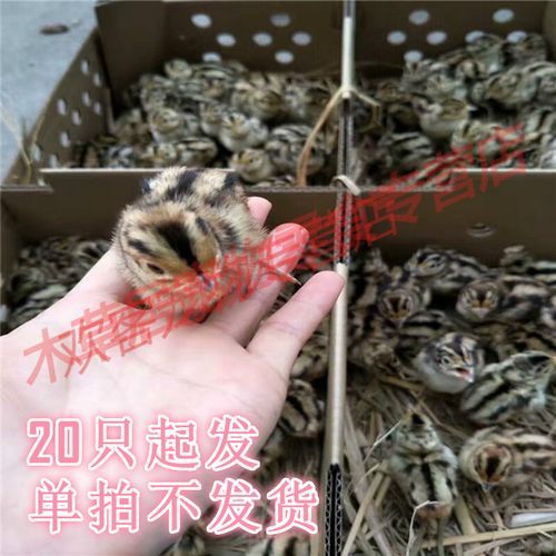 山鸡苗100只起批多少钱_山鸡苗批发价格行情-第1张图片-山城妙识