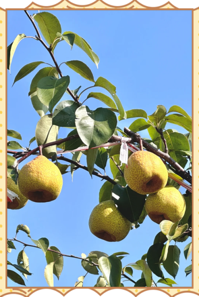 莱阳梨什么时候成熟_莱阳梨为什么出名-第1张图片-山城妙识