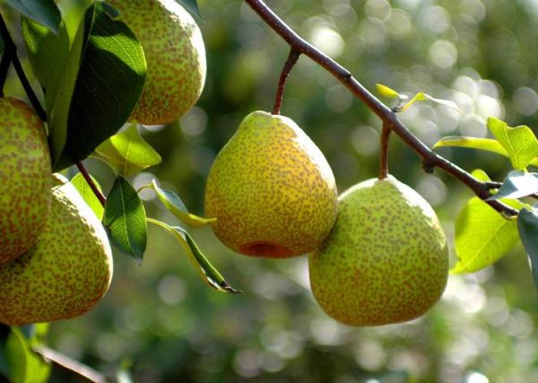 莱阳梨什么时候成熟_莱阳梨为什么出名-第3张图片-山城妙识