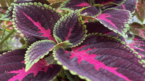 紫苏长什么样子_紫苏叶子形状特征-第1张图片-山城妙识 紫苏长什么样子_紫苏叶子形状特征-第1张图片-山城妙识