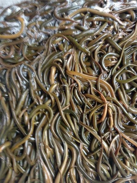 黄鳝苗价格多少钱一斤_黄鳝苗价格行情2024-第1张图片-山城妙识 黄鳝苗价格多少钱一斤_黄鳝苗价格行情2024-第1张图片-山城妙识