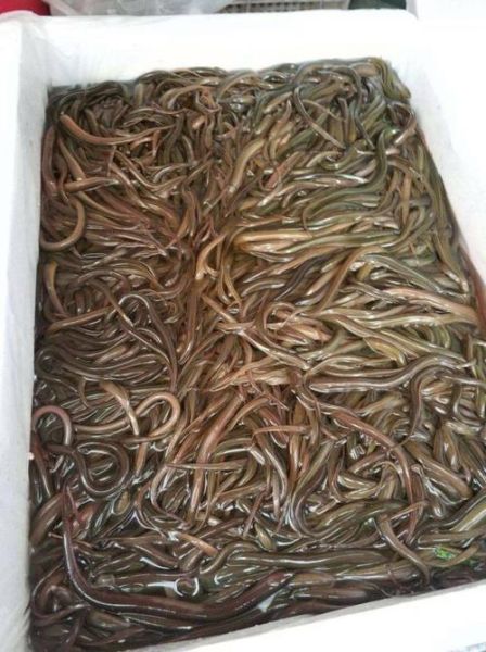 黄鳝苗价格多少钱一斤_黄鳝苗价格行情2024-第3张图片-山城妙识 黄鳝苗价格多少钱一斤_黄鳝苗价格行情2024-第3张图片-山城妙识