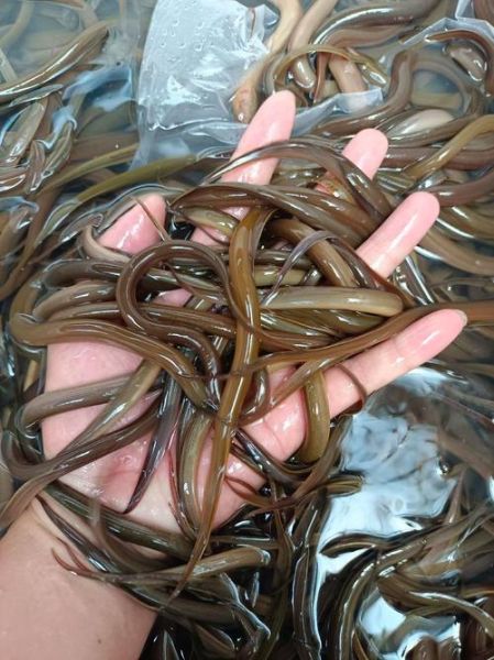 黄鳝苗价格多少钱一斤_黄鳝苗价格行情2024-第2张图片-山城妙识 黄鳝苗价格多少钱一斤_黄鳝苗价格行情2024-第2张图片-山城妙识