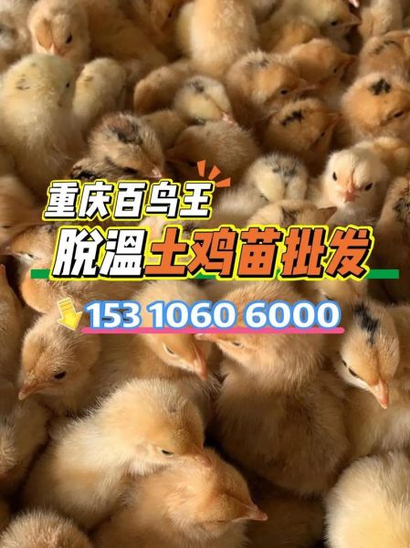 土鸡苗批发价格_土鸡苗批发哪里便宜-第3张图片-山城妙识