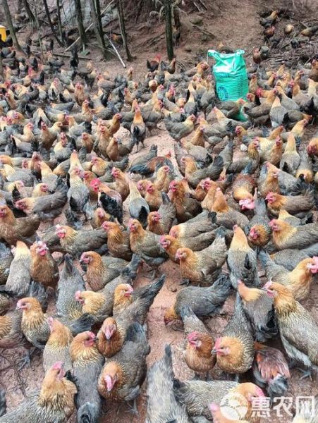 土鸡苗批发价格_土鸡苗批发哪里便宜-第2张图片-山城妙识