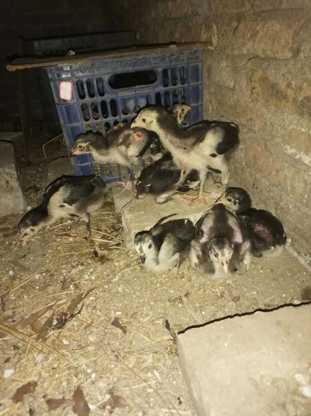 土鸡苗批发价格_土鸡苗批发哪里便宜-第1张图片-山城妙识