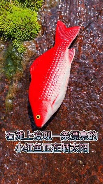 小红鱼是什么鱼_小红鱼能长多大-第1张图片-山城妙识