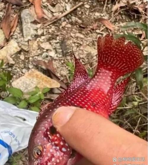 小红鱼是什么鱼_小红鱼能长多大-第3张图片-山城妙识