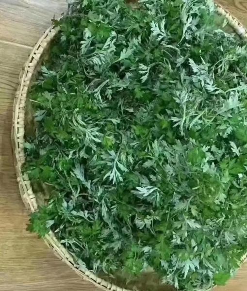江西做清明果的草叫什么_清明果用什么草做-第3张图片-山城妙识 江西做清明果的草叫什么_清明果用什么草做-第3张图片-山城妙识