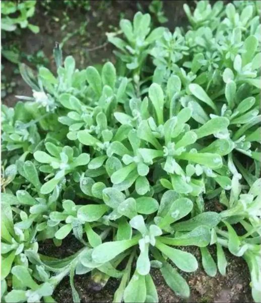 江西做清明果的草叫什么_清明果用什么草做-第2张图片-山城妙识 江西做清明果的草叫什么_清明果用什么草做-第2张图片-山城妙识